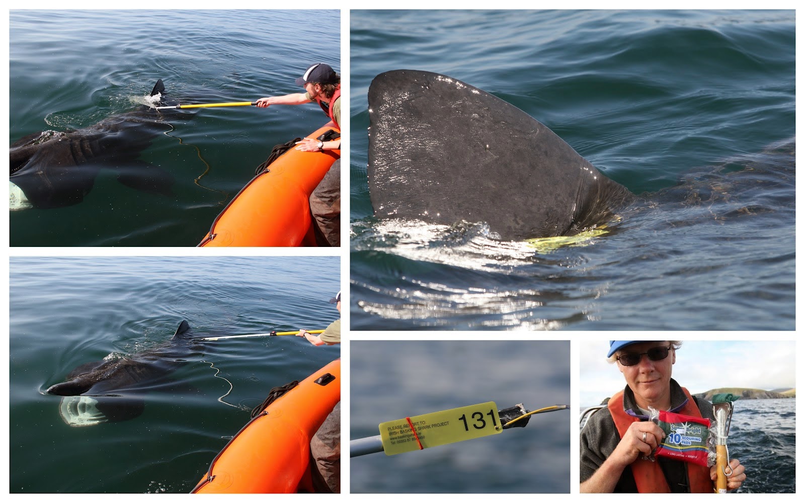 Cetaceans on the Frontier: COTF3 Day 5: Basking Sharks on Ireland's ...