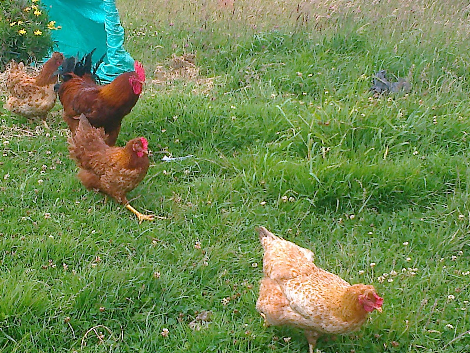 POLLO CAMPESINO AUTOCTONO ANDINO: FOTO GALERIA