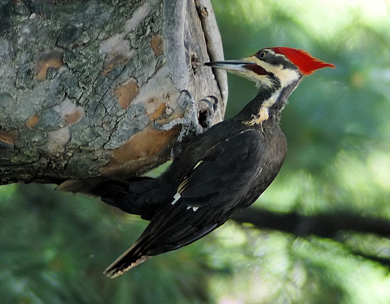 Woodpecker