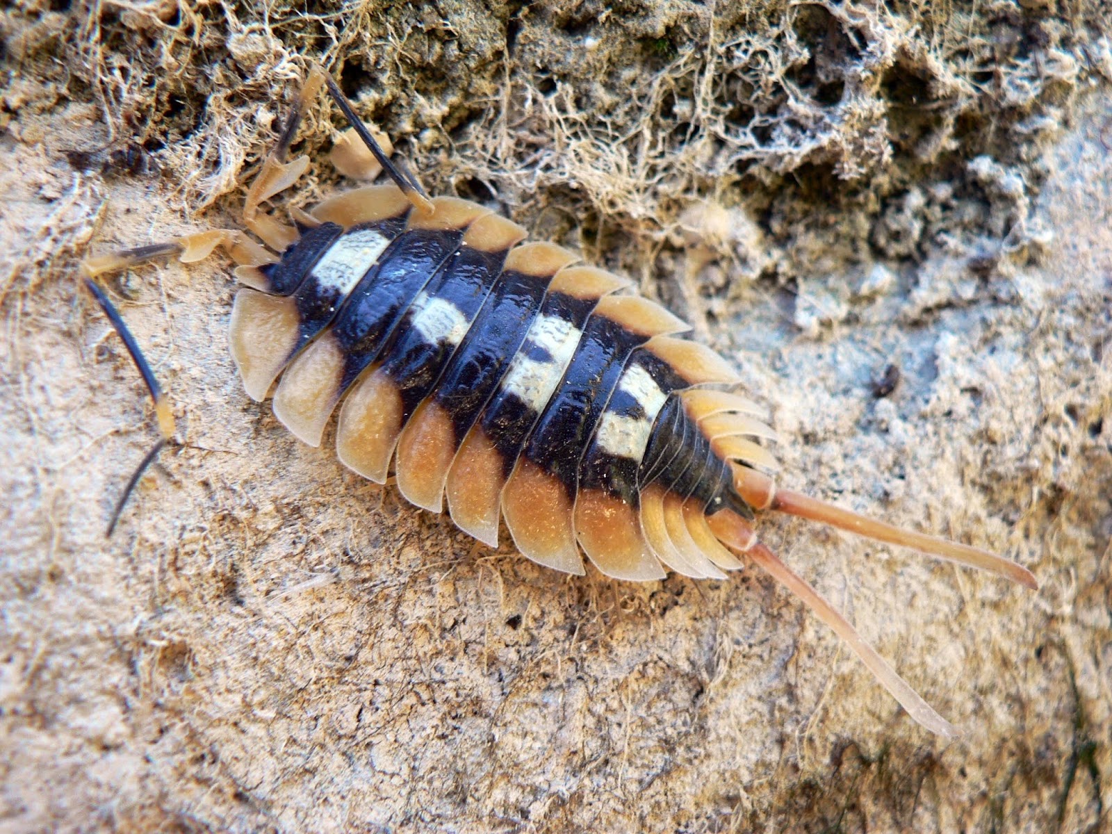 Ebreibosc: ISÒPODES TERRESTRES