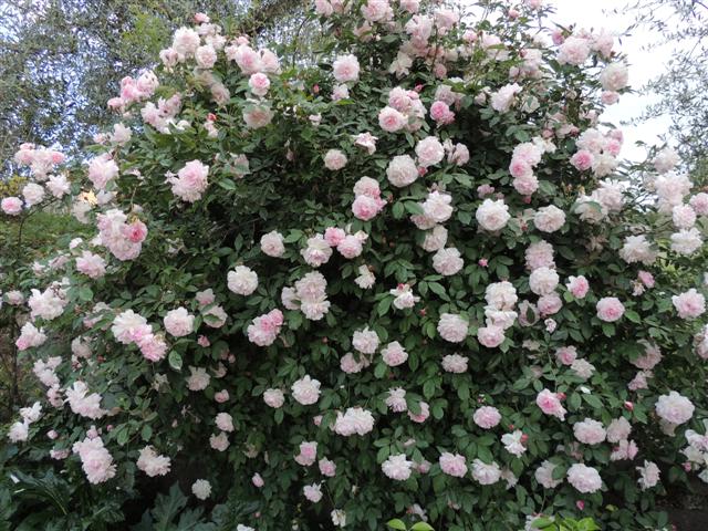 Pensieri in forma di rosa: R. indica major