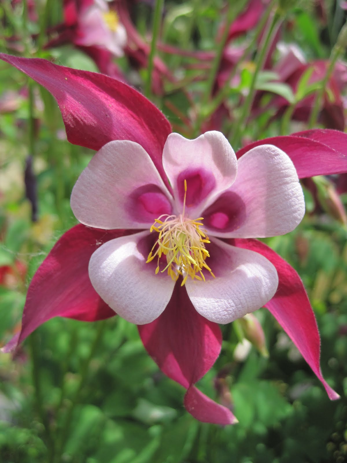 A Day in the Life: Columbines of many colors