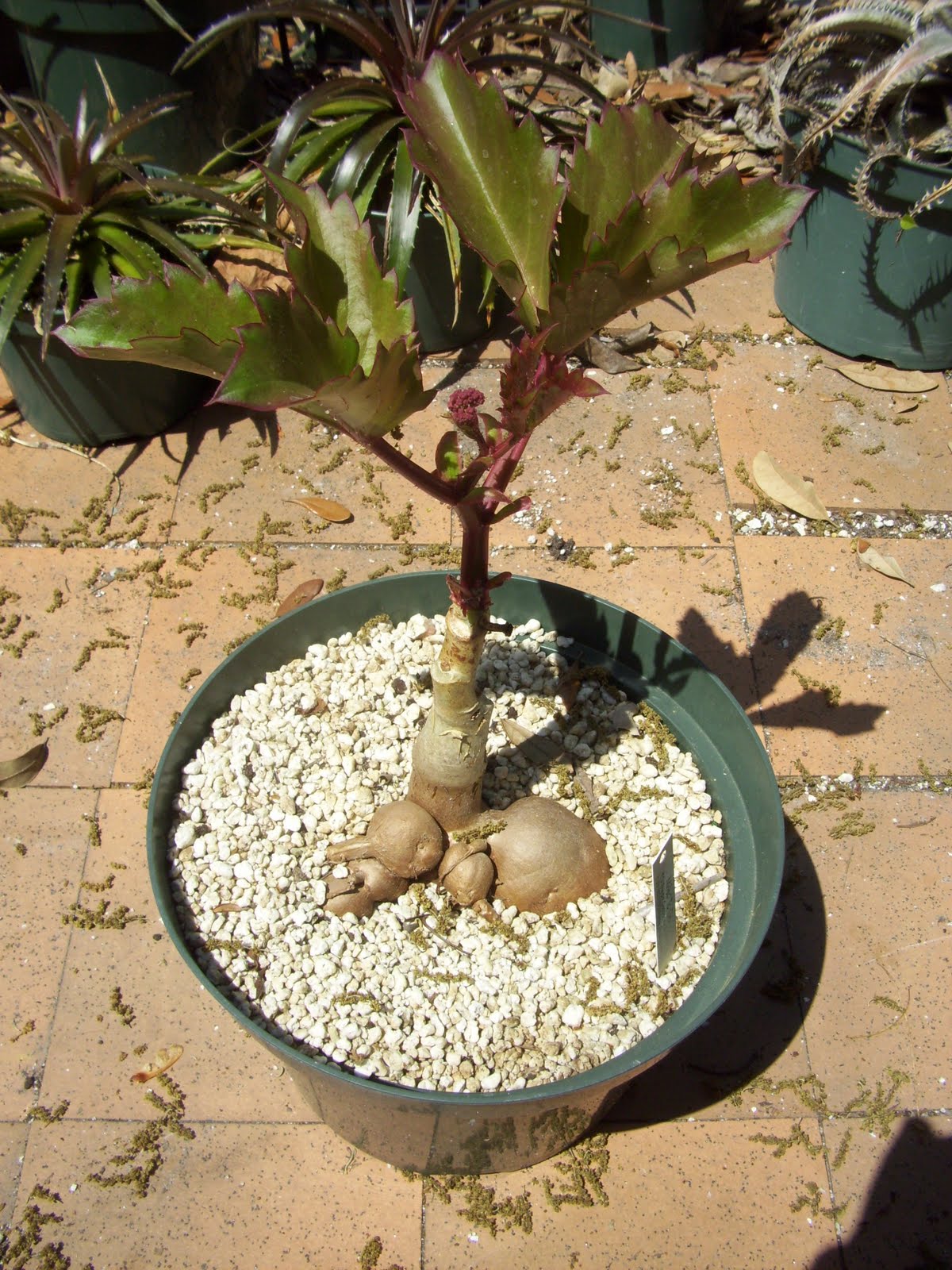 Succulent Bromeliads and others : Cyphostemma