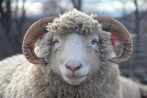 In Times Past: Sheep Mania: Boom and Bust