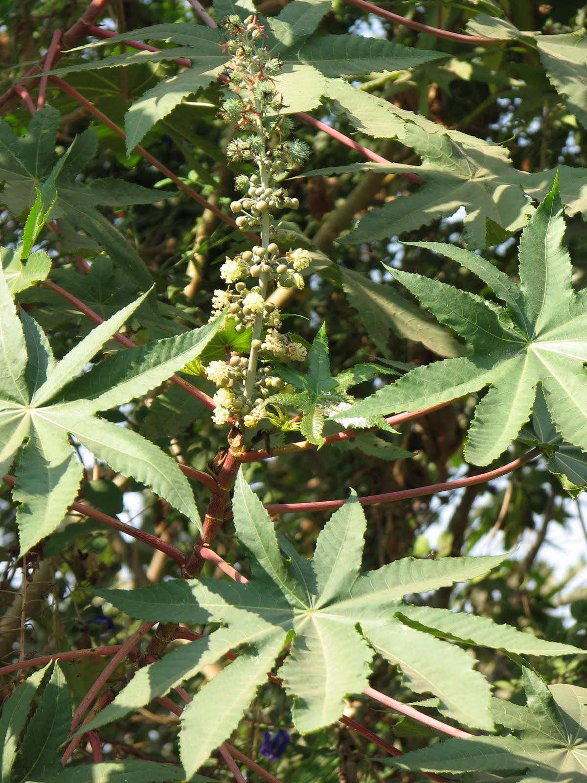 Riccinus communis , Castor, Erand, Erandi | Flowering Plants and Pictures