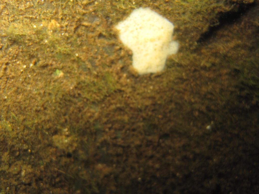 Gwynedd Sub Aqua Club Blog: Diving at Cobden's