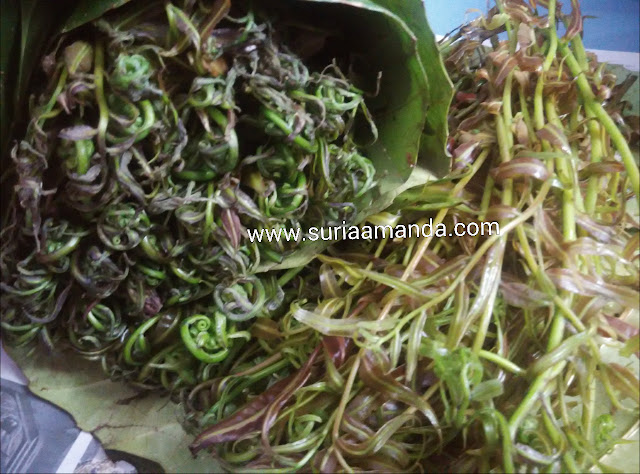 Hilang Mengidam Sayur Pucuk Midin... ~ SURIA AMANDA