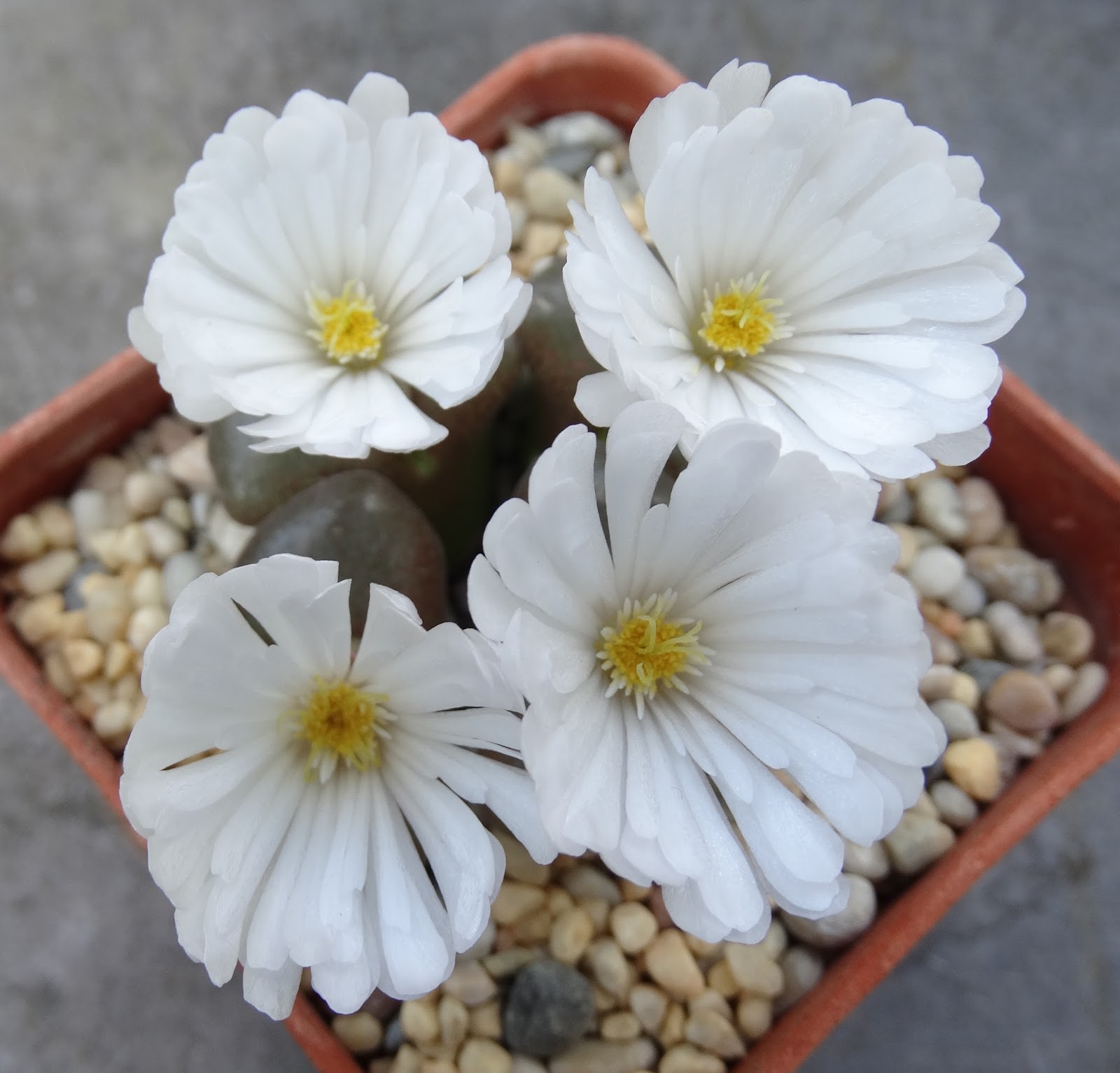Succulent Sundae: CONOPHYTUM PRAESECTUM