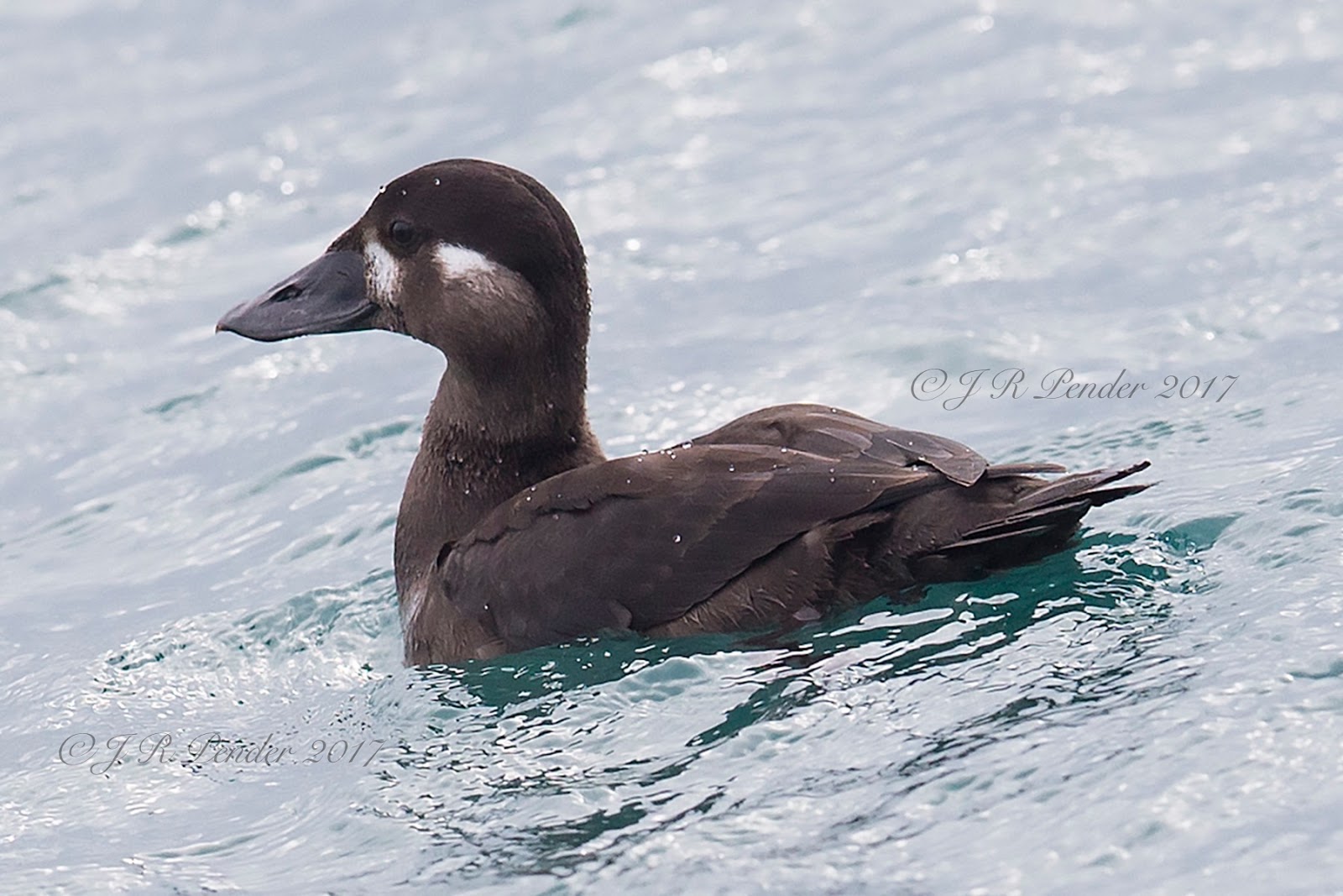 Joe Pender Wildlife Photography: Surf Scoter-Common Scoters & Long ...
