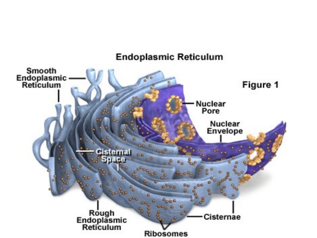 Endoplasmic Reticulum Structure And Function Alevel