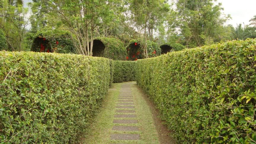 TANAMAN YANG COCOK UNTUK TANAMAN PAGAR | Tips Petani