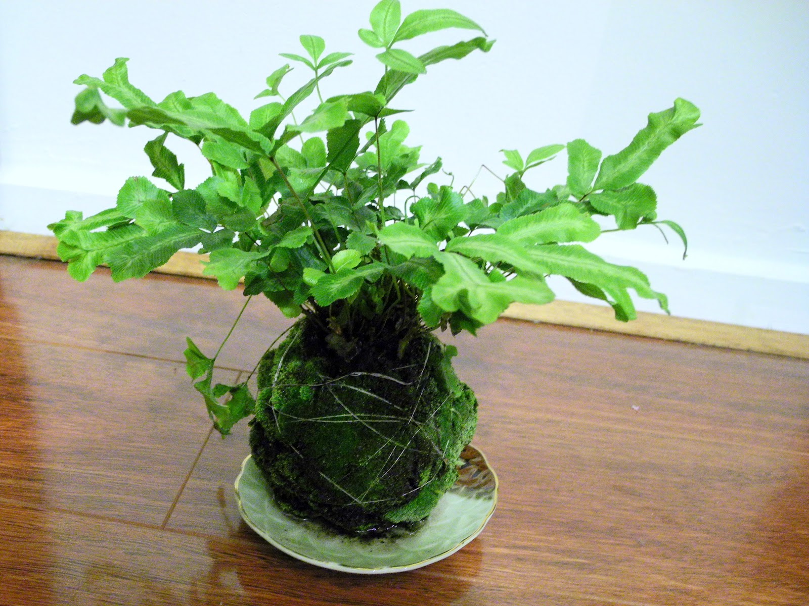 Mel Miller: Kokedama: The Japanese Moss Ball