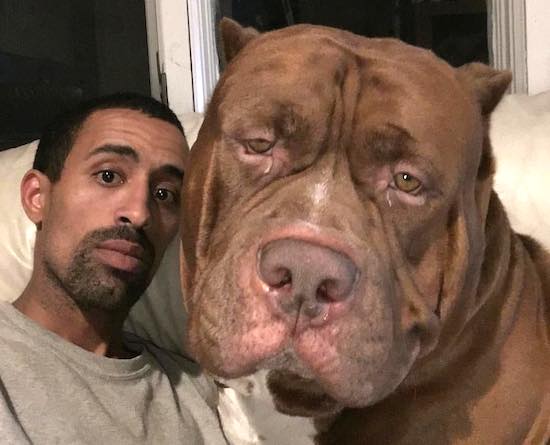 Conheça Hulk, o pit bull terrier americano de 78 kg - Babucafé