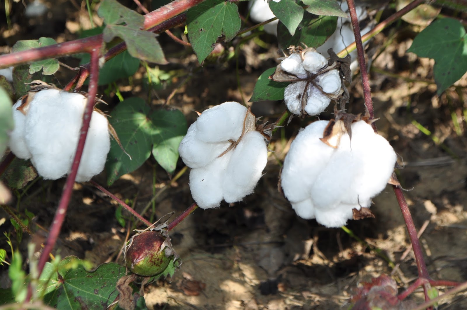 Science Ladybug: Sustainability and Soil