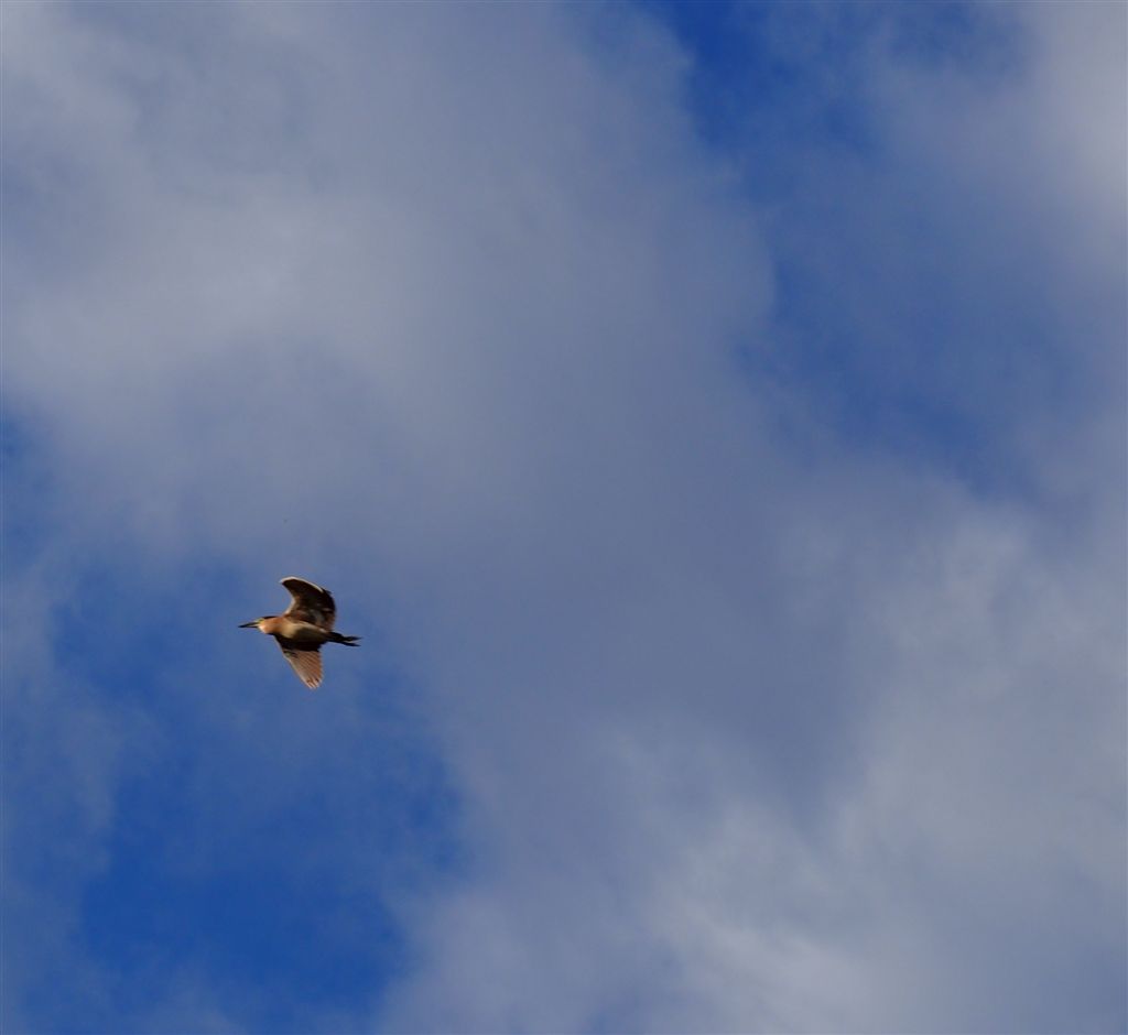 Majura birds: December 2012