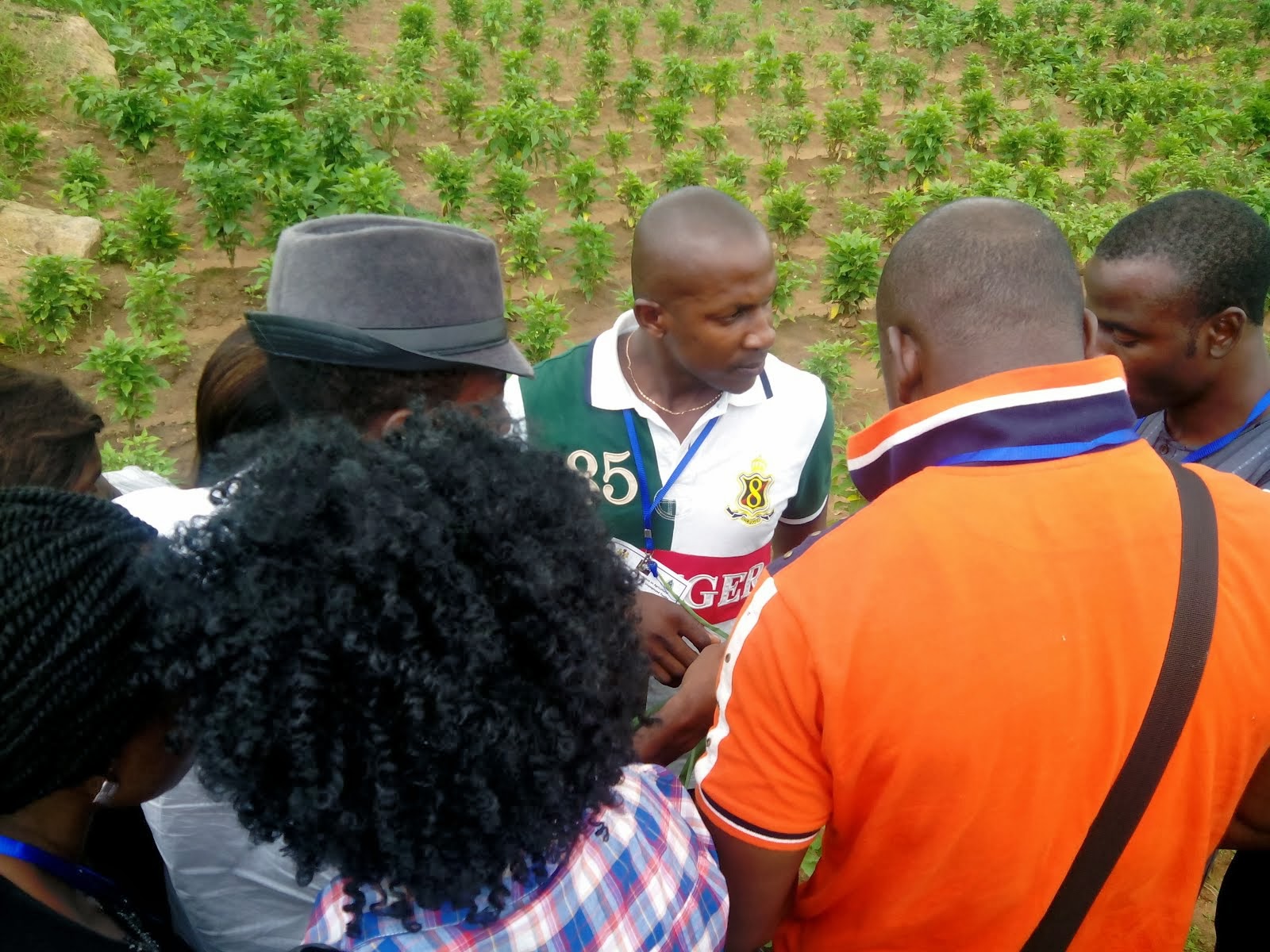 De Edge Farms: How To Plant Fluted Pumpkin (Ugu)