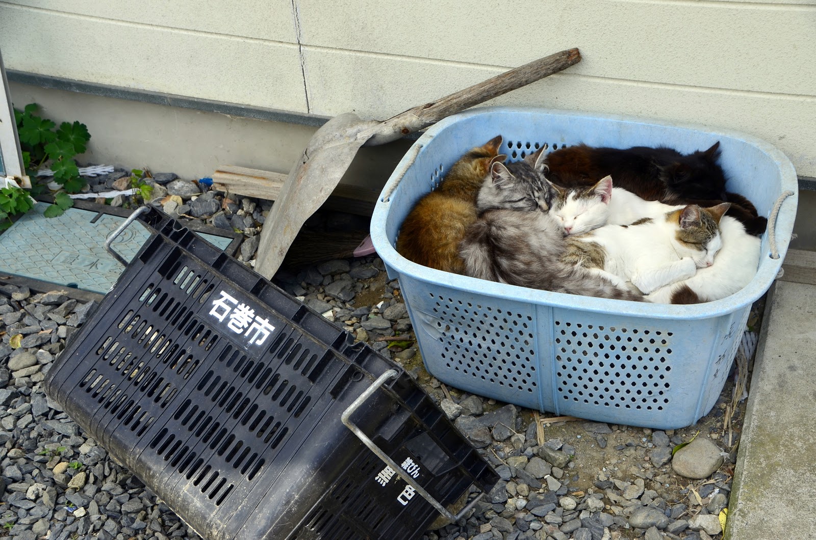 Cat Island | Earth Blog