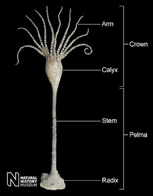 Palaeos, la historia de la Vida en la Tierra: Pokémon y paleontología