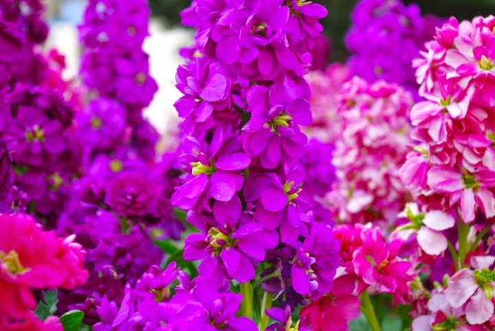Alelí o Matthiola incana | Plantas