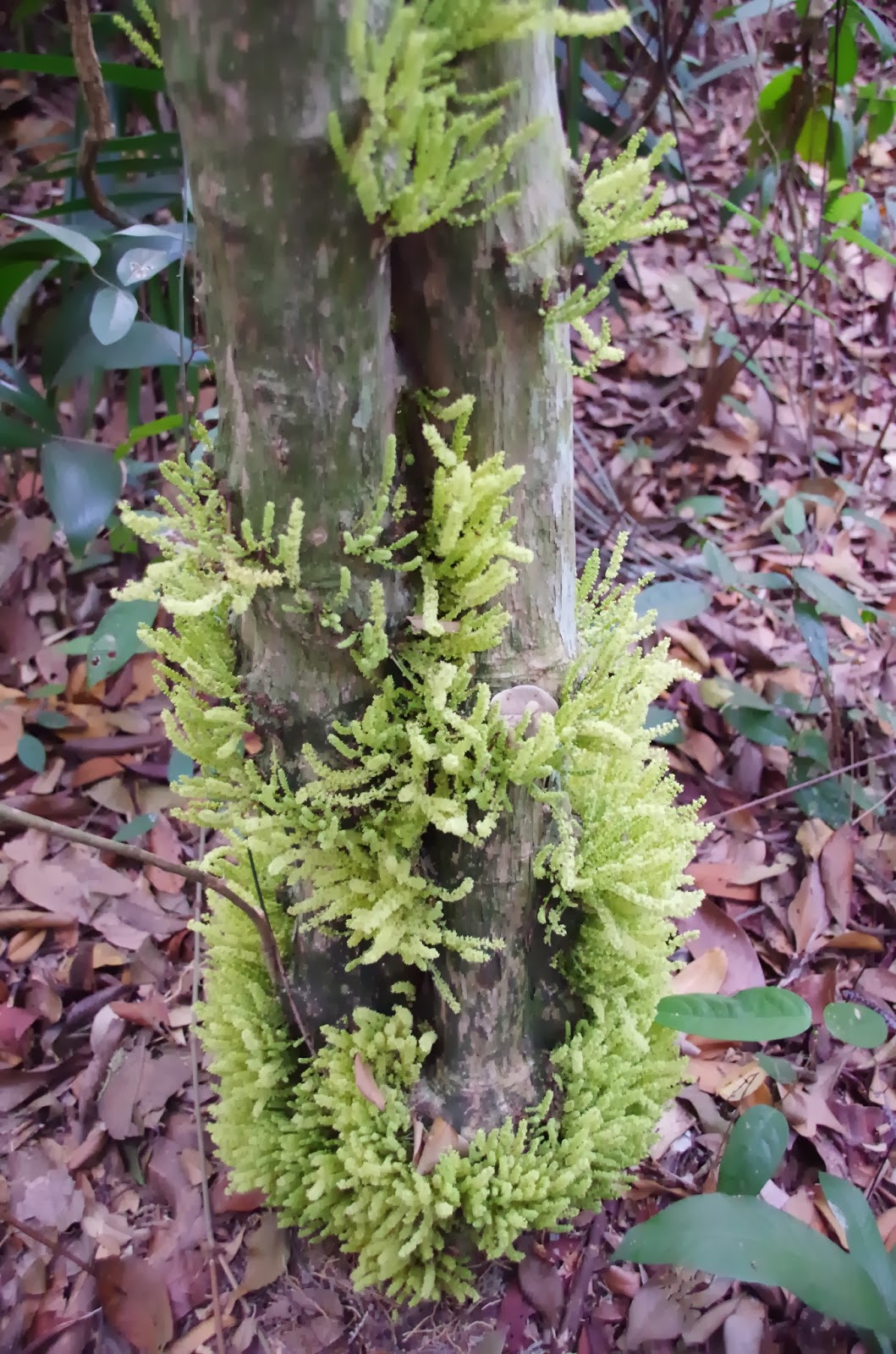 Trees and Plants: Cauliflory