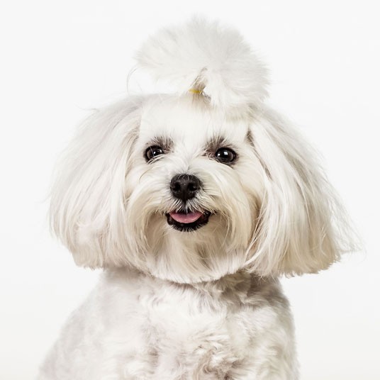 'Dog Face' by Barbara O'Brien (28 pics) | Amazing Creatures