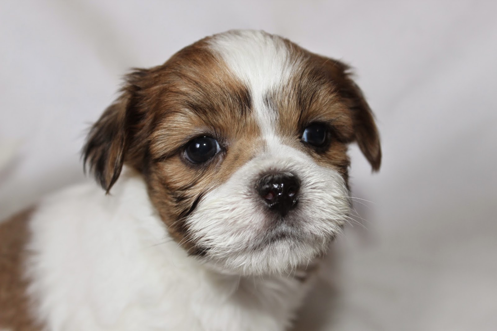 Lhasa Apso - Penny's Pups from birth to new homes: lhasa apso puppies ...