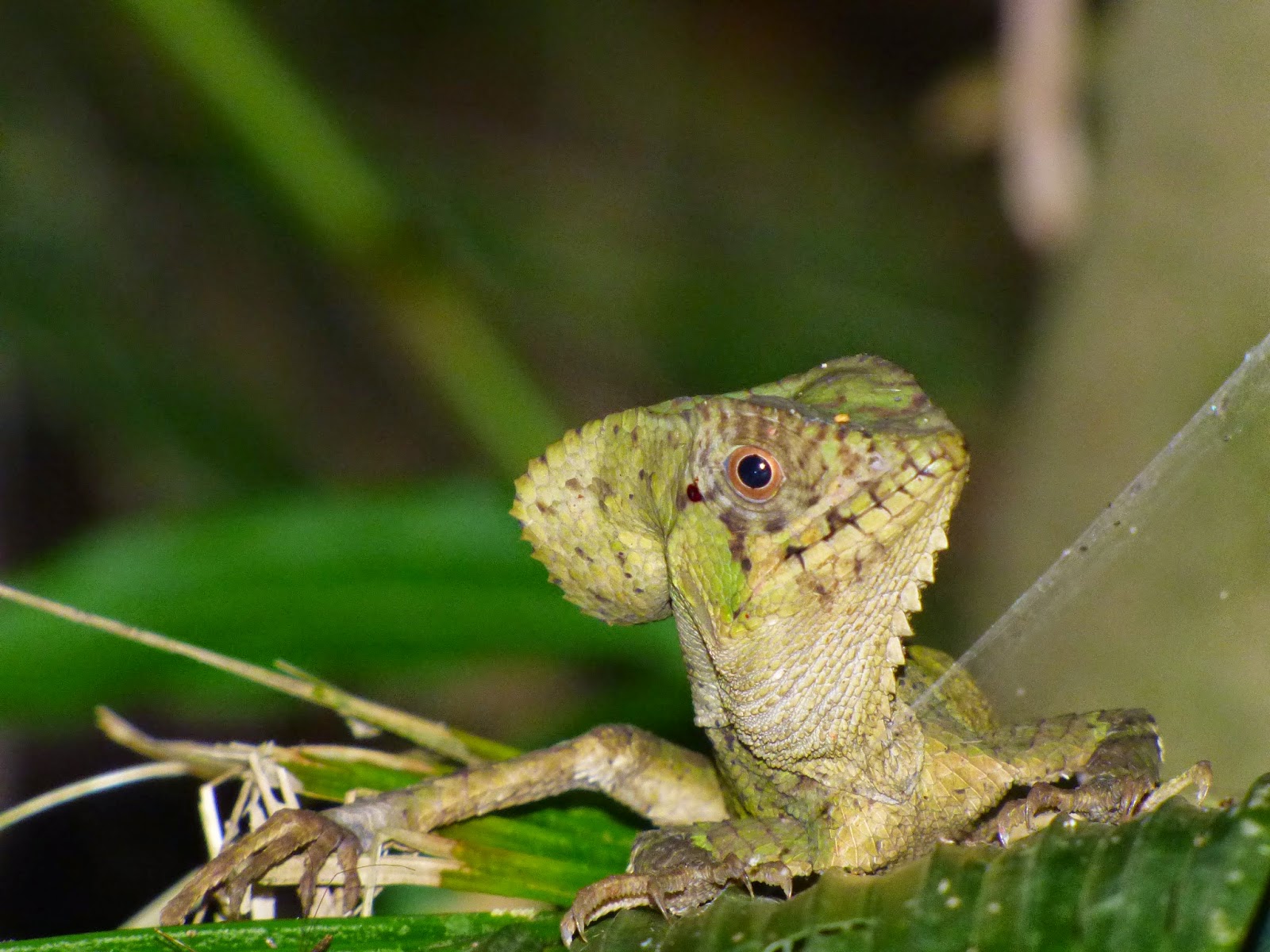 el naturalista fiel: BASILISCO ESMERALDA