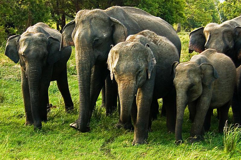 The Elephant Gathering At Minneriya National Park - Marvellous Sri Lanka