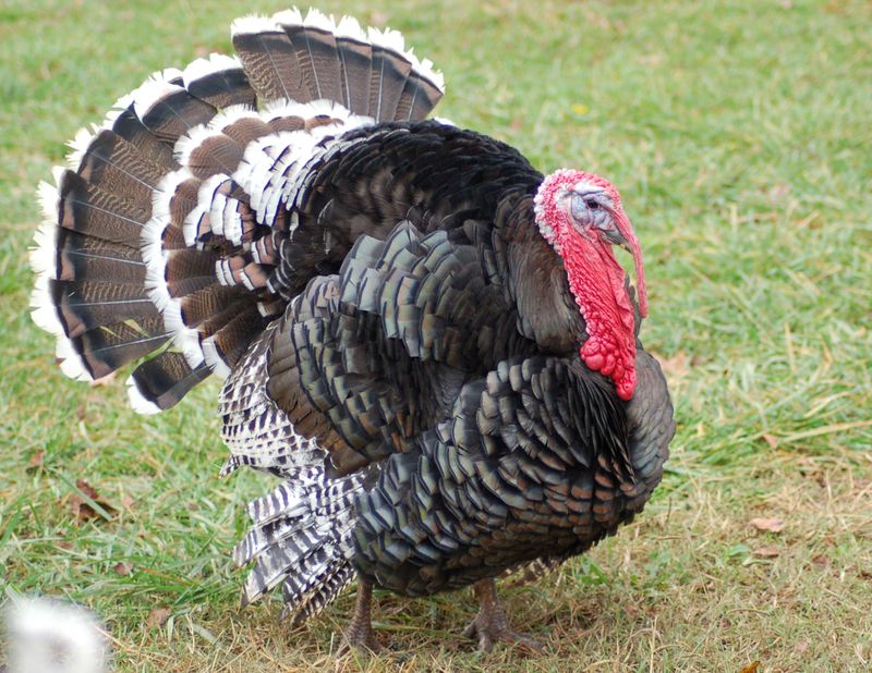 TURKEY FARMING IN NIGERIA: Steps on how to start