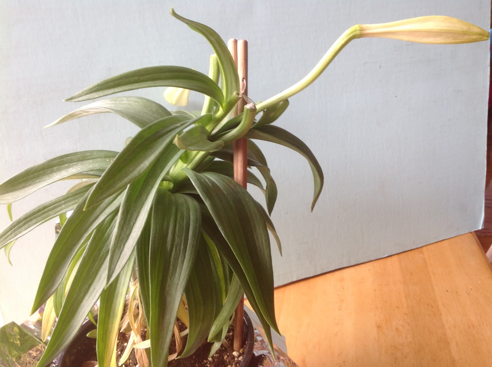 The Meditative Gardener: Aging Easter Lily