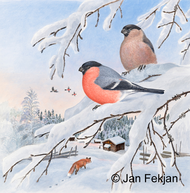 Jan Fekjan: Dompaper