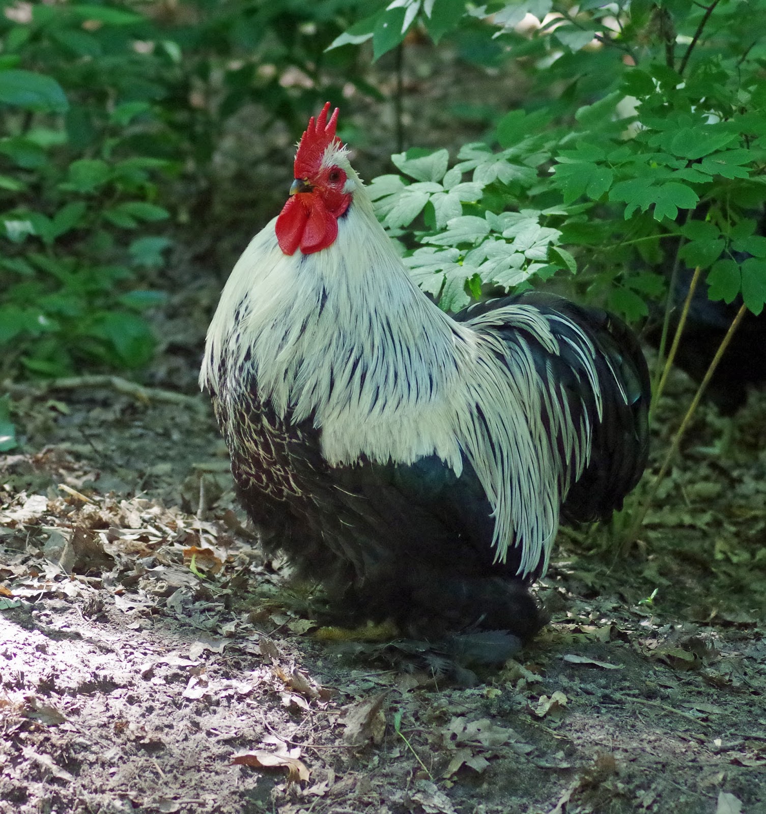 Randy's Chicken Blog: “Meet the Flock” Roundup—September & October, 2016