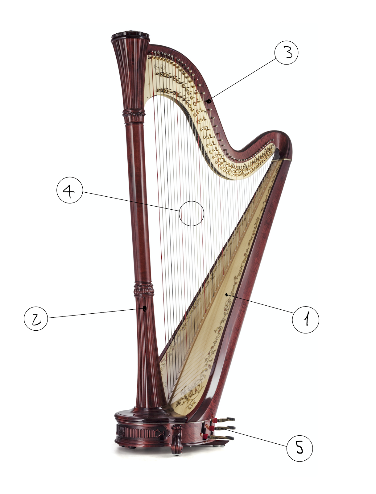 #13 L'ANATOMIA DELL'ARPA