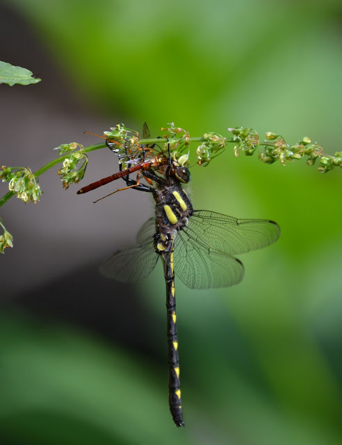 Woods Walks and Wildlife: June 2011