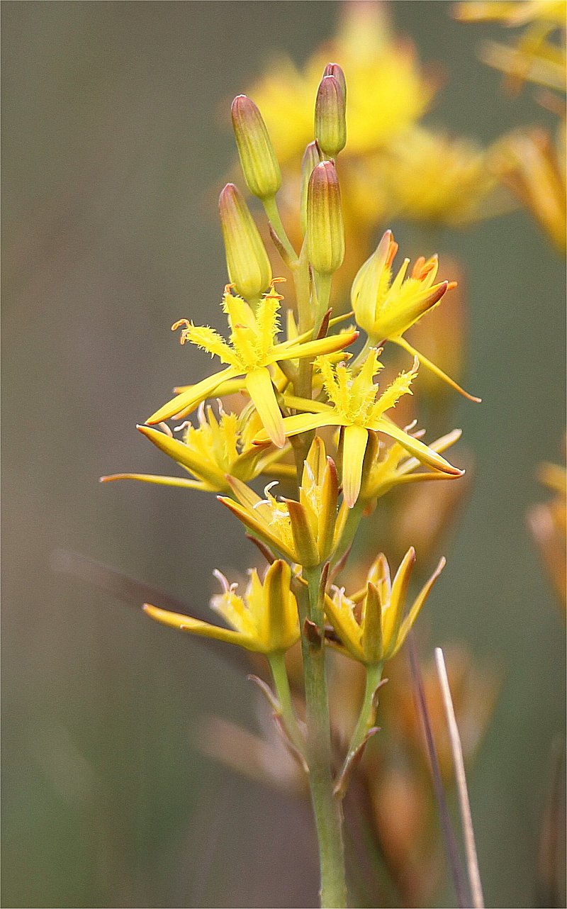 Asphodel Flower Meaning