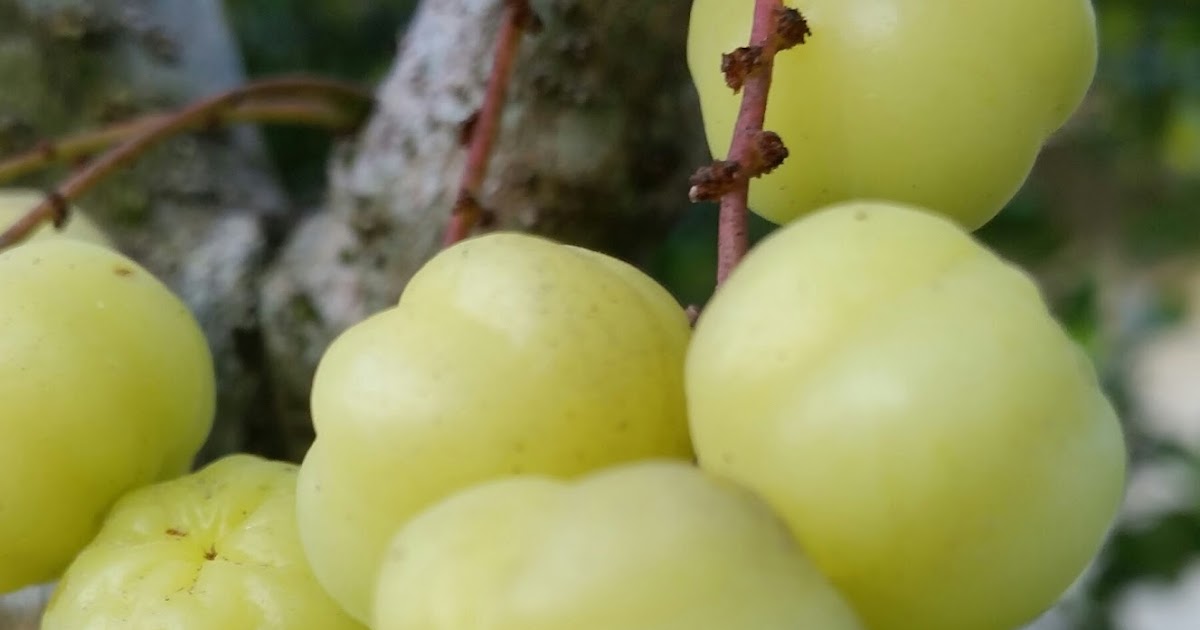 Warisan Petani: Pokok Cermai