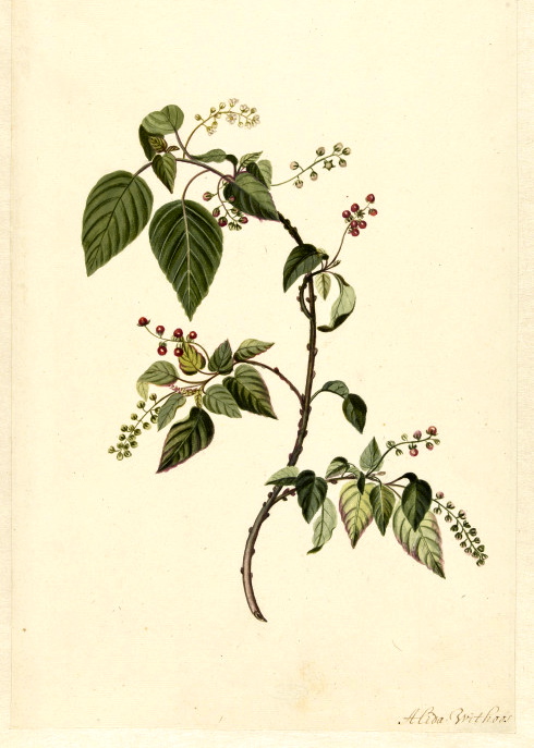 The Painted Prism: WOMEN ARTISTS: Alida Withoos