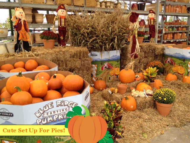 Fall Decorating at Home Depot's Garden Center | A Very Sweet Blog