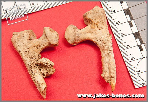 Lisa, my old red deer hind skeleton : Jake's Bones