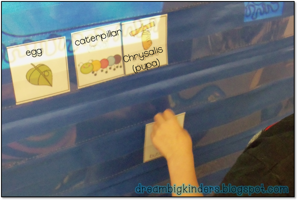 Dream Big Kinders: Butterfly Life Cycle - Nonfiction Reading Comprehension