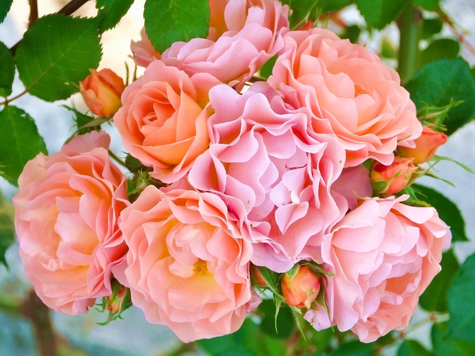 Fotografías de rosas color salmón