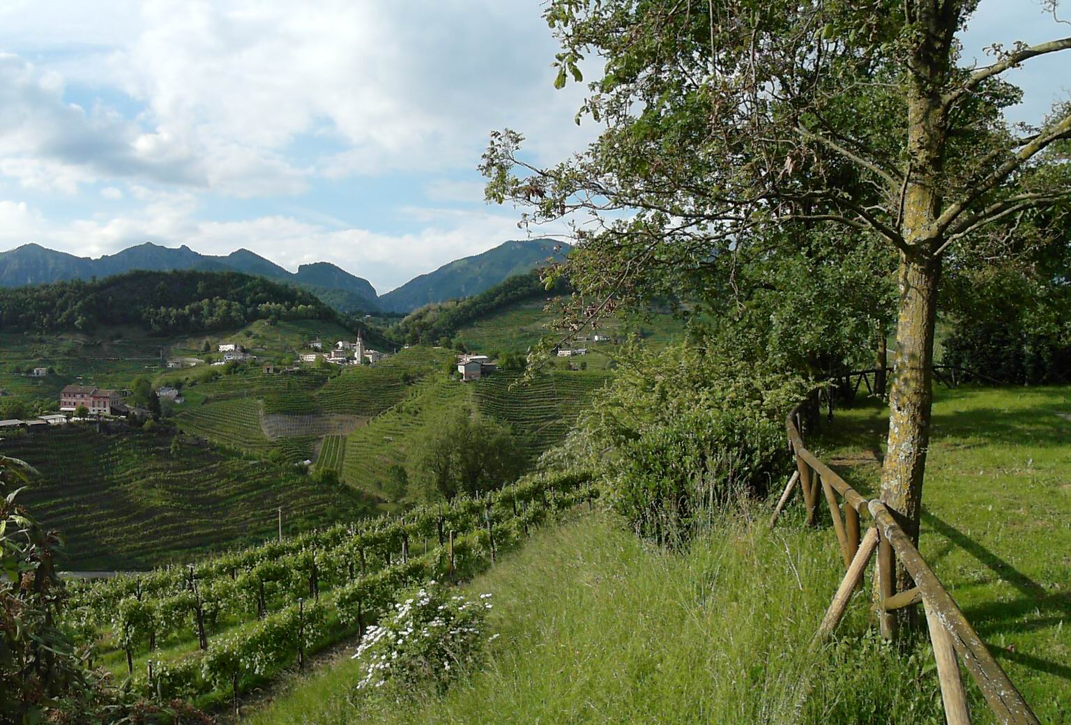 Prosecco: What it is and what it isn’t - On the Wine Trail in Italy