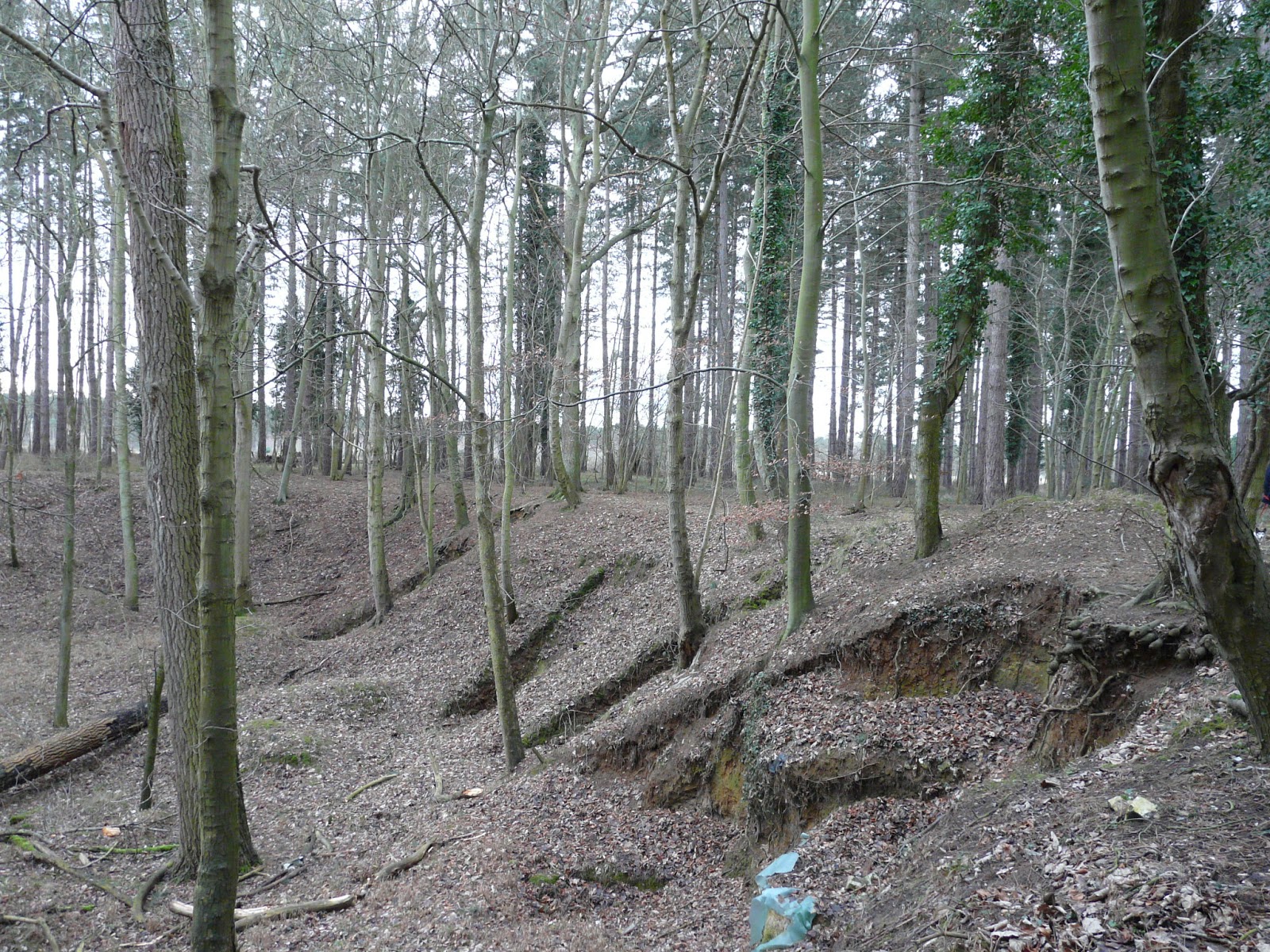 Cindy's Snaps: Beeches Pit, West Stow, Suffolk