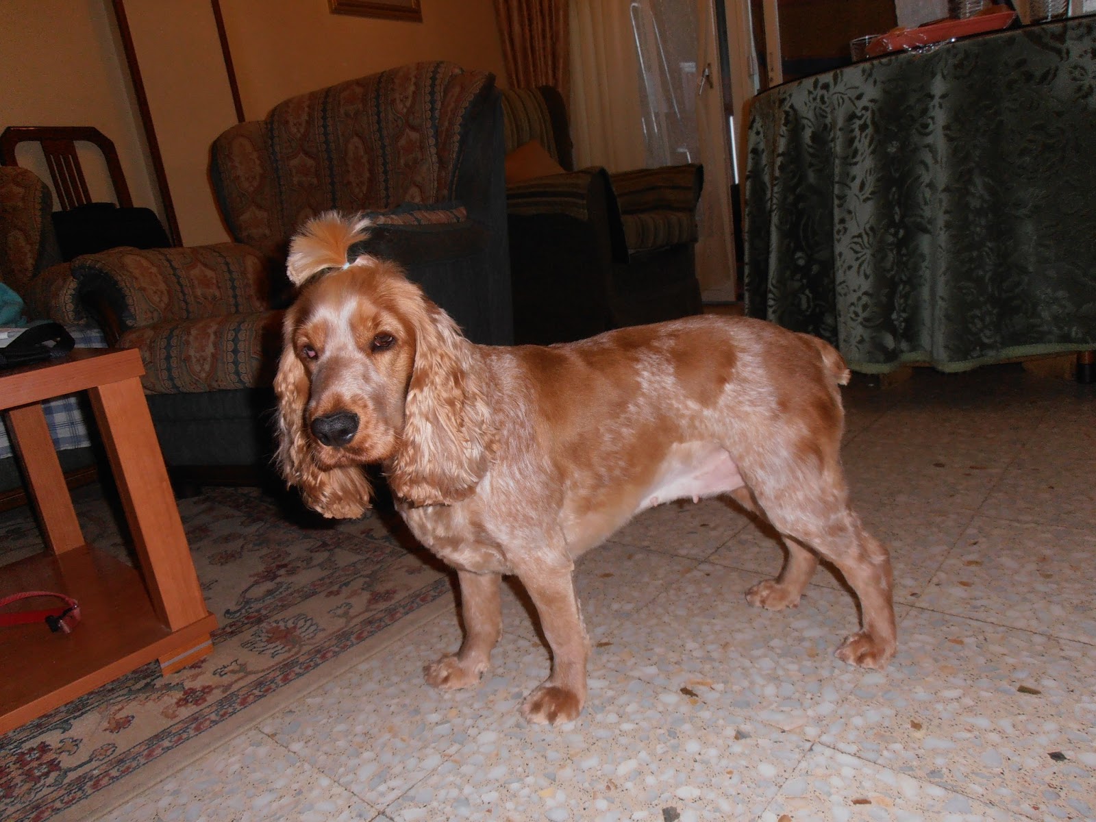 Nala Cocker Spaniel Inglés: 20 de Marzo 2013 Nala, corte de pelo