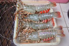 Cara Kirim Lobster, Cara Kemas Lobster, Cara Packing Lobster | LPKS ...