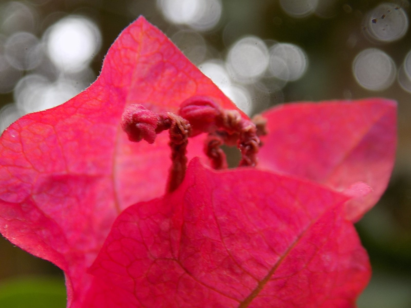 patiamarilla: Más pistilos entre pétalos de color rosa chicle chillón