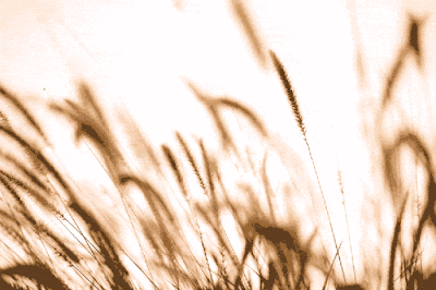 Grano: Piacere, sono il grano