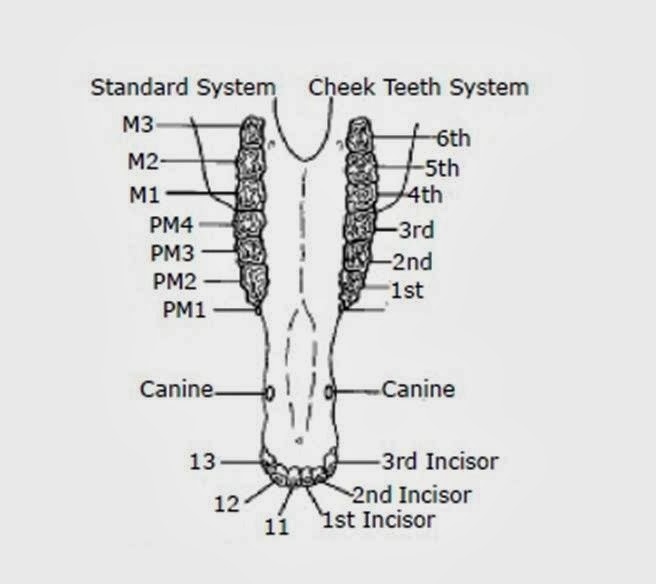 ODONTOLOGIA EQUINA: NOMENCLATURA DENTAL