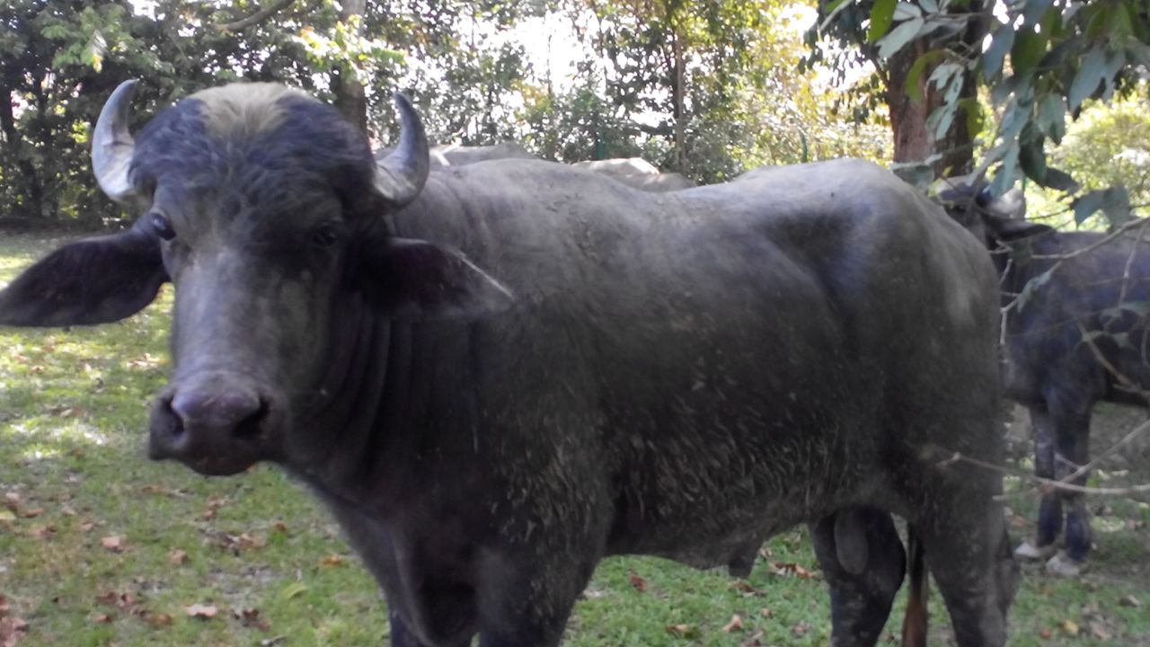 Kebau Sapi ( Buffalo Murrah ) Kerbau Susu Malaysia