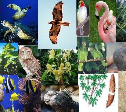 Jenis Flora Di Indonesia Berdasarkan Iklim, Jenis Pohon Dan Fungsinya